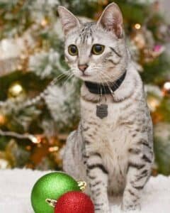 Egyptian Mau - Ancient Tabby Cat